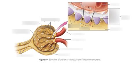 Renal Corpuscle And Filtration Membrane Diagram Quizlet