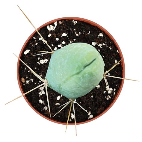 Trichocereus Bridgesii Monstrose Penis Cactus 4 Inch Thenextgardener