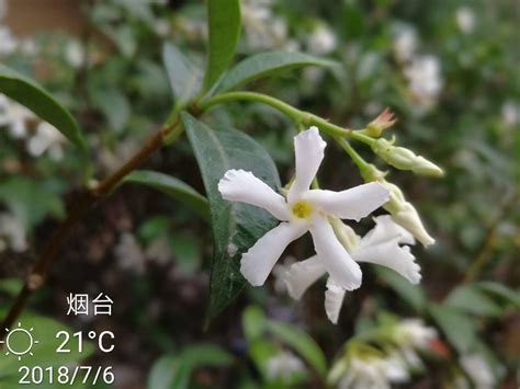 黑枸杞花 中关村在线摄影论坛