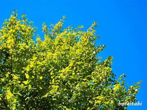 緑の木と青空 ハイキングコース 写真 フリー画像 無料素材｜高画質フリー無料素材＠写真ギャラリーブログ