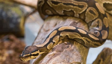 Are Ball Pythons Venomous Dangerous Animal Nerdz