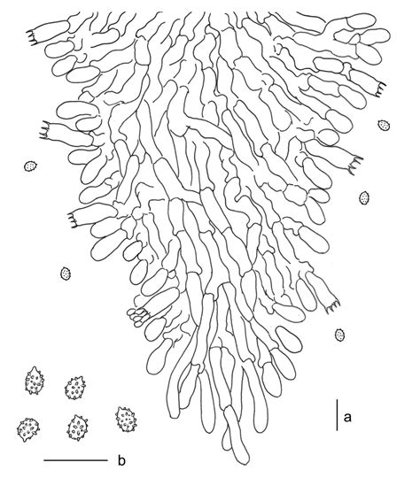 Trechispora Constricta Facesoffungi Number Fof 12865 Faces Of Fungi