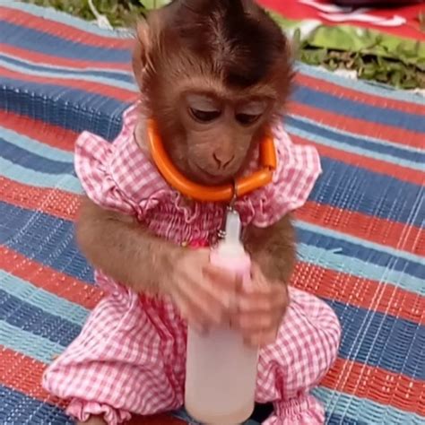 Lilly The Monkey Youtube