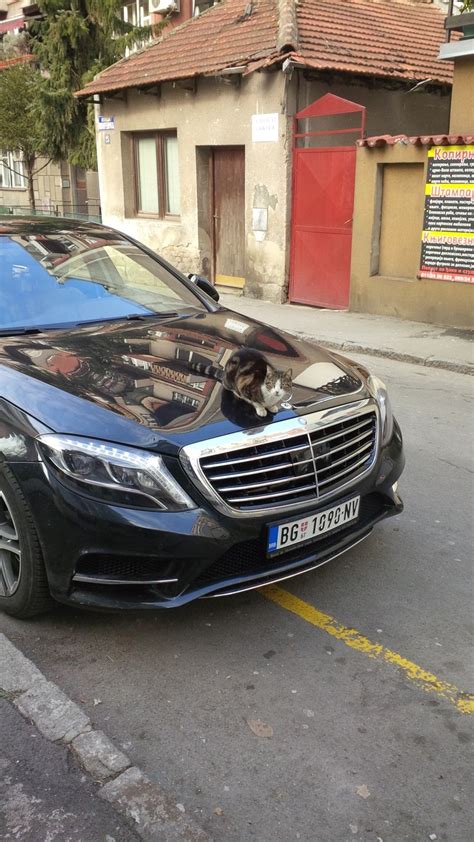 Белград :: Mercedes-Benz :: Мечка :: Cербия :: котэ (прикольные ...