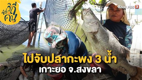 ไปจับปลากะพง 3 น้ำ เกาะยอ จ สงขลา Youtube