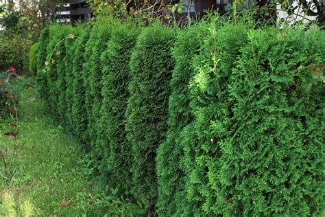 How To Grow And Care For Arborvitae Trees Gardeners Path