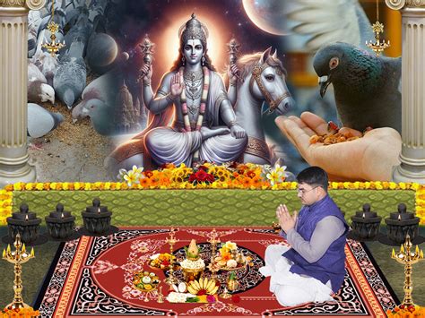 Feed Pigeons For Blessings Of Planet Venus Shukra Graha