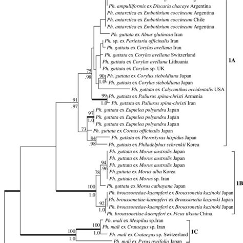 Phylogenetic Analysis Of The Combined Dataset Of The Rdna Its Regions