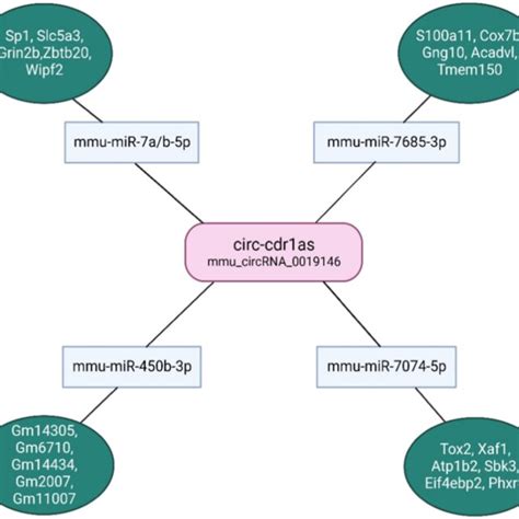 Predicted Circ Cdr1as Mirna Mrna Targets The Microrna Targets Were Download Scientific Diagram