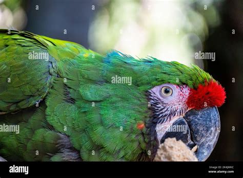 Amazona Viridigenalis A Portrait Red Fronted Parrot Posing And Biting