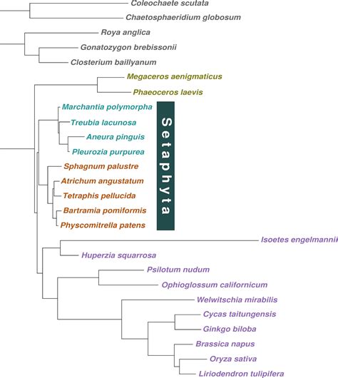 The Genealogical World Of Phylogenetic Networks Supernetworks And Gene