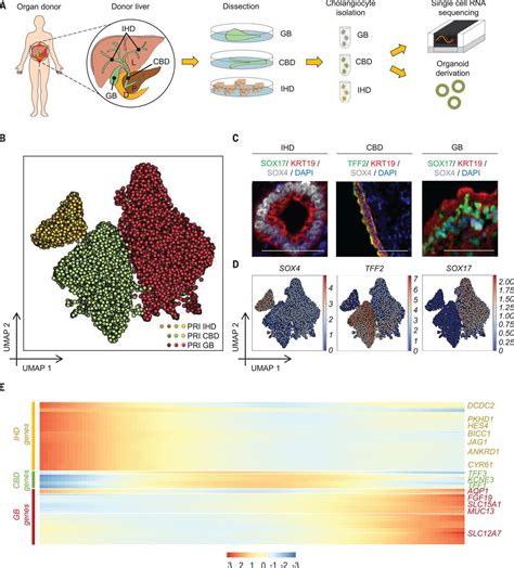Cholangiocyte Organoids Can Repair Bile Ducts After Transplantation In The Human Liver Science