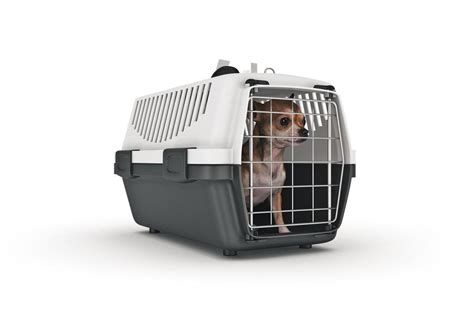 Cuidados No Transporte De Pets Terra Zoo