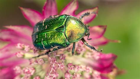 Beetle Inspired Liquid Crystals Are These Our Future Secure QR Codes
