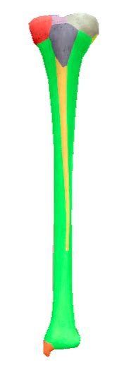 Tibia Anterior View Anatomy Diagram Quizlet