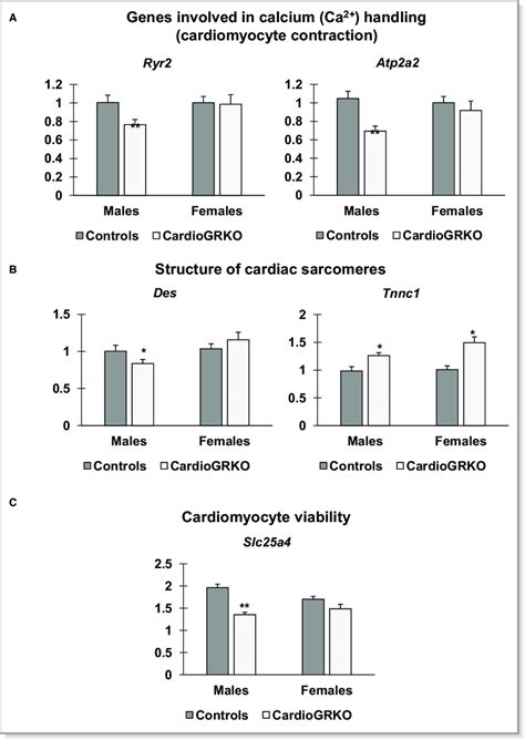 Genes Associated With Cardiomyocyte Contraction Structure Of Cardiac