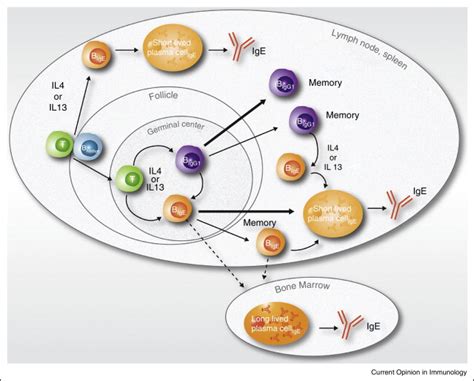 Model Of Ige Production And Memory Ige Antibody Is Generated Initially Download Scientific