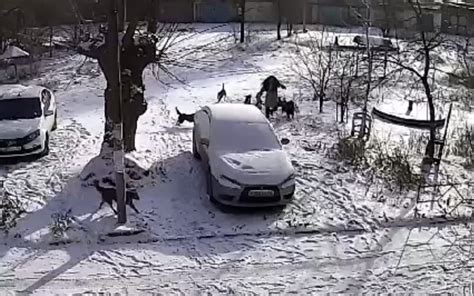 Прокуратура проведёт проверку после нападения стаи собак на девушку в Орске