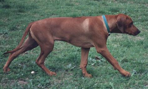 ridgeback