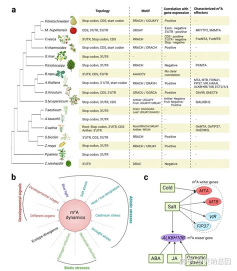 表观转录组热点综述 植物表观转录组研究的最新进展 知乎