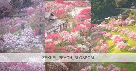 絶景まとめ花桃の名所絶景スポット13選 一眼絶景 ICHIGAN ZEKKEI