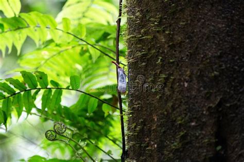 Lantern Bug Borneo Stock Image Image Of Sarawak Jungle 262520353