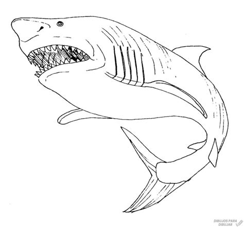 Dibujos De Tiburones Para Imprimir Y Colorear En 2023 Dibujo De Porn