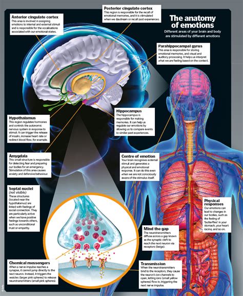 The Science Of Emotions In Brain Facts Basic