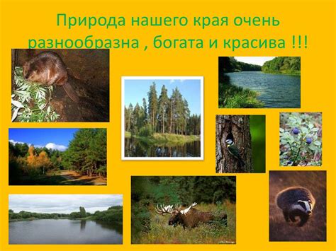 Проект разнообразие природы родного края 3 класс