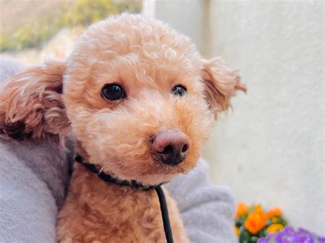 「穏やかで従順なトイプード」兵庫県 犬の里親募集486906 3枚目の画像 ペットのおうち【里親決定25万頭！】
