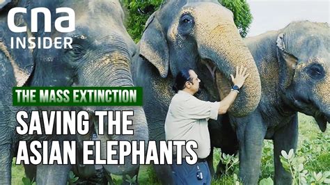 Will Indias Asian Elephants Go Extinct The Mass Extinction Part 1