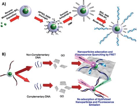 Schematic Illustration Of The Ucnp Go Turn On Sensor Developed For Download Scientific