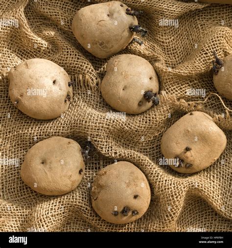 Vegetative Propagation In Potato