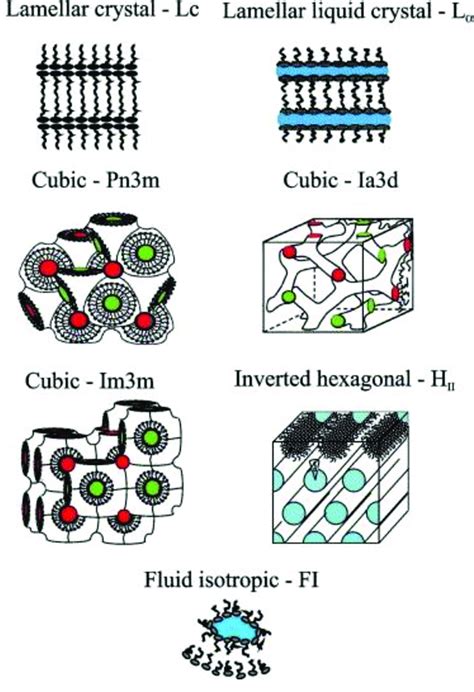 1 6 Schematic Representation Of Lipidic Mesophases Including The Download Scientific Diagram