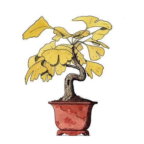 Ginkgo Fall Colour в 2024 г Игровые арты Иллюстрации