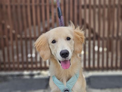 골든리트리버 가을 애완견성격 반려견성격 소형견크기 중형견크기 미니비숑프리제크기 토이푸들크기 골든리트리버크기 래브라도리트리버크기 닥스훈트크기 도베르만크기 말티치크기 말티폼크기