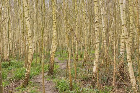 Hiking Trail Thorugh A Silver Birch Forest In Winter In The Flemish Countryside Betula Pendula