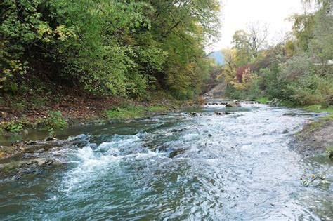 Premium Photo Landscape With Forest River And Stones