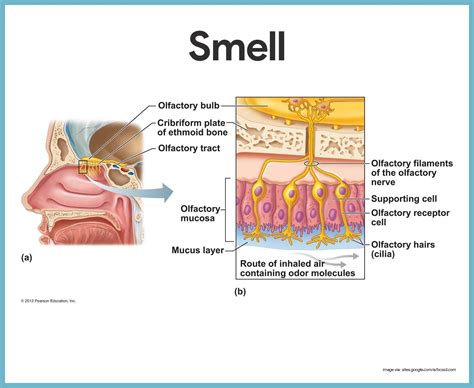 Special Senses Anatomy And Physiology Nurseslabs