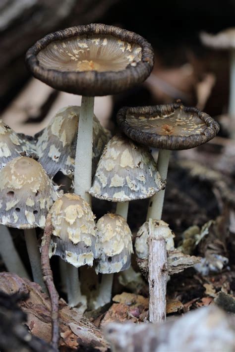 Coprinopsis