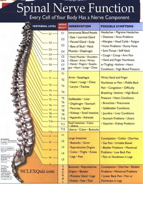 Spine Coding Cheat Sheet