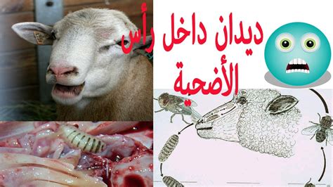 دود في رأس الغنم نغف الغنم Youtube