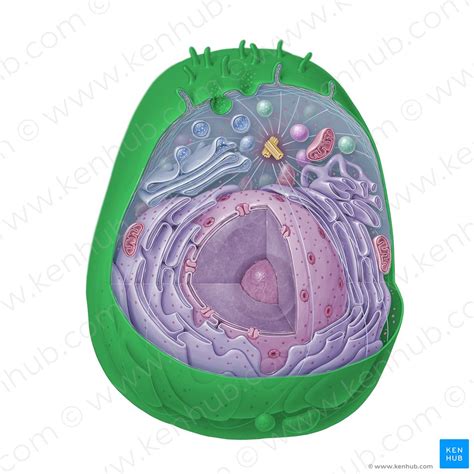 Chapter 19 Algae And The Origin Of Eukaryotic Cells