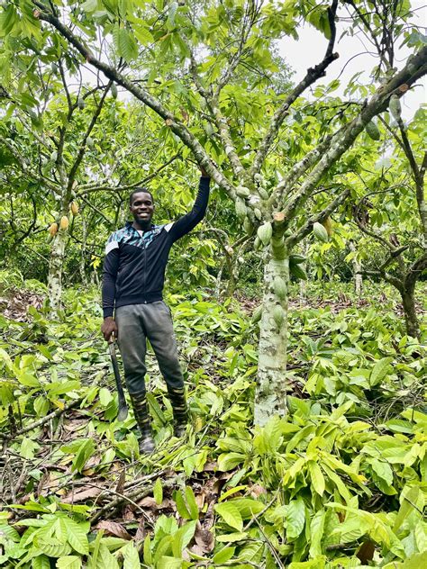Cocoa Pruning Sustainable Cocoafarming Sustainability… Samuel Addo