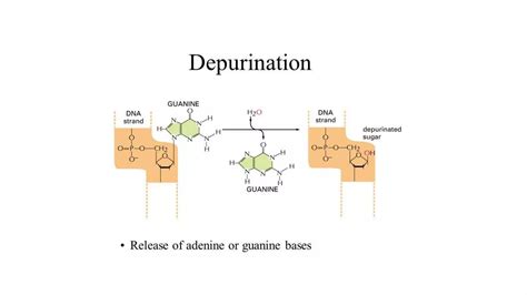Spontaneous And Induced Mutations Pptx