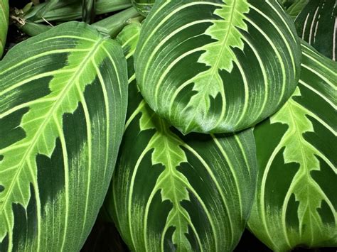 Prayer Plant Propagation Making Maranta Water Cuttings