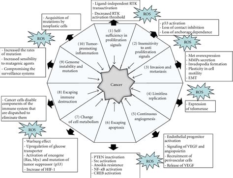 Figure 1 From Oxidative Stress Tumor Microenvironment And Metabolic