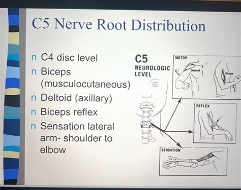 Spinal Nerve Roots Chapter 8 Flashcards Quizlet