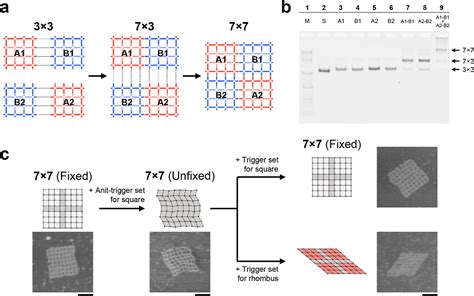 Multi Reconfigurable Dna Origami Nanolattice Driven By The Combination