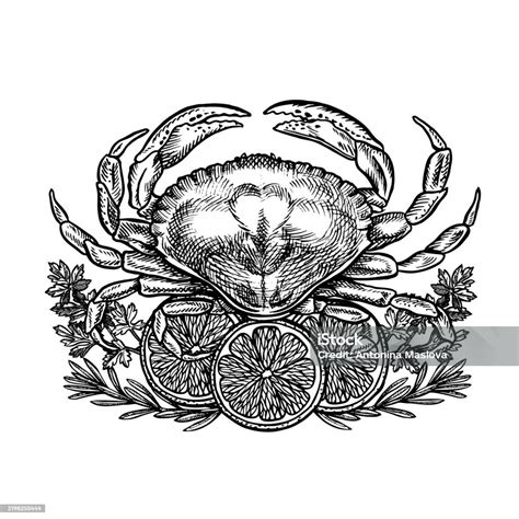 레몬과 허브를 곁들인 게 손으로 그린 벡터 그래픽 일러스트레이션입니다 해산물의 흑인과 백인 이미지입니다 배경과 분리됩니다 메뉴 요리책 패키지 라벨용 0명에 대한 스톡 벡터